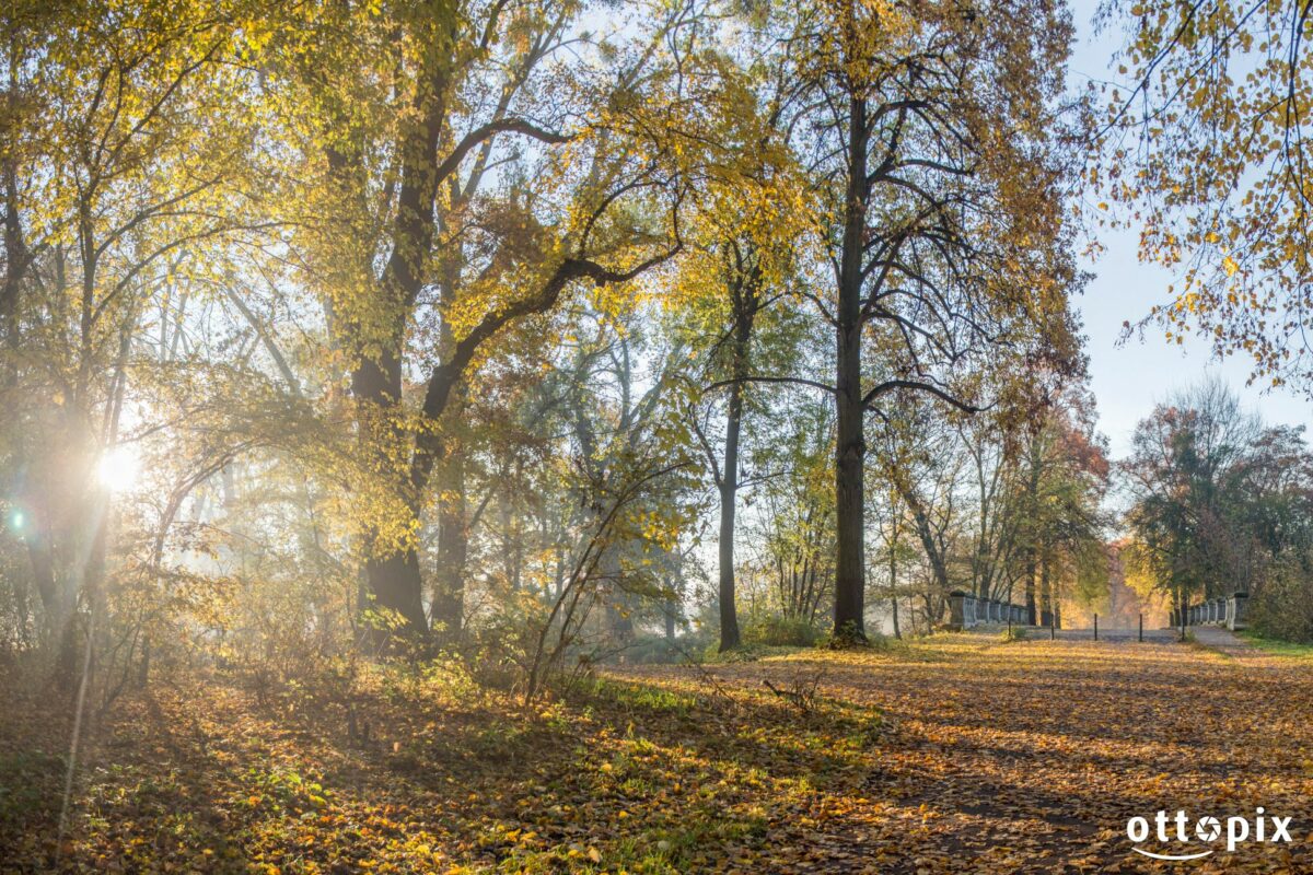 Rotehornpark Magdeburg • Stadtpark Rotehorn • Ottopix.de